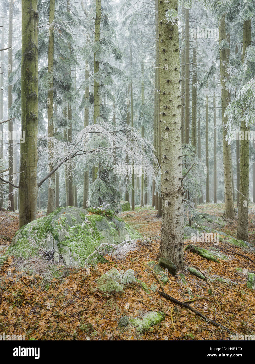 iced up forest in the Wechsel region, Lower Austria, Austria Stock ...