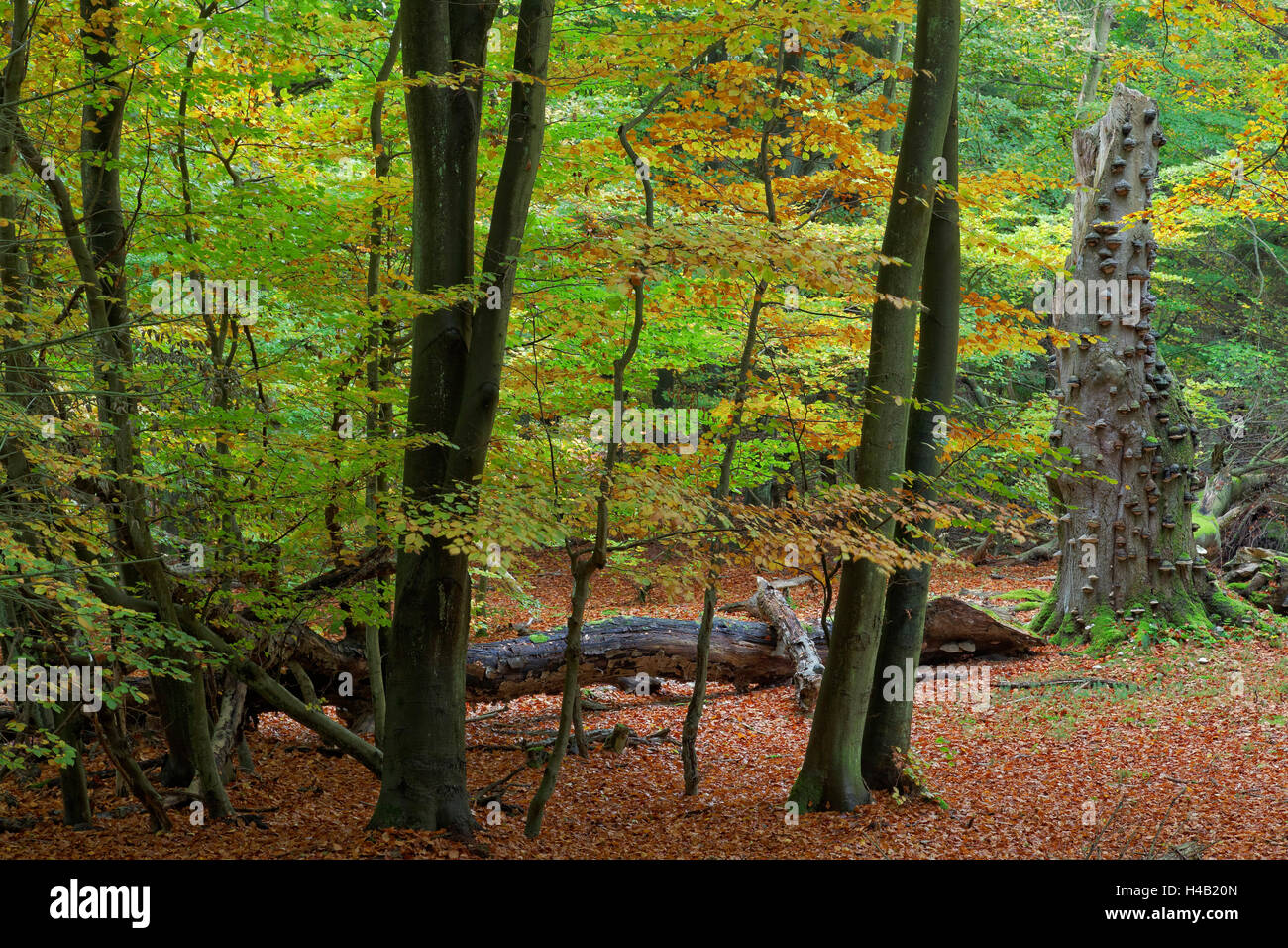 Primeval forest on the Darß in the Western Pomerania Lagoon Area ...
