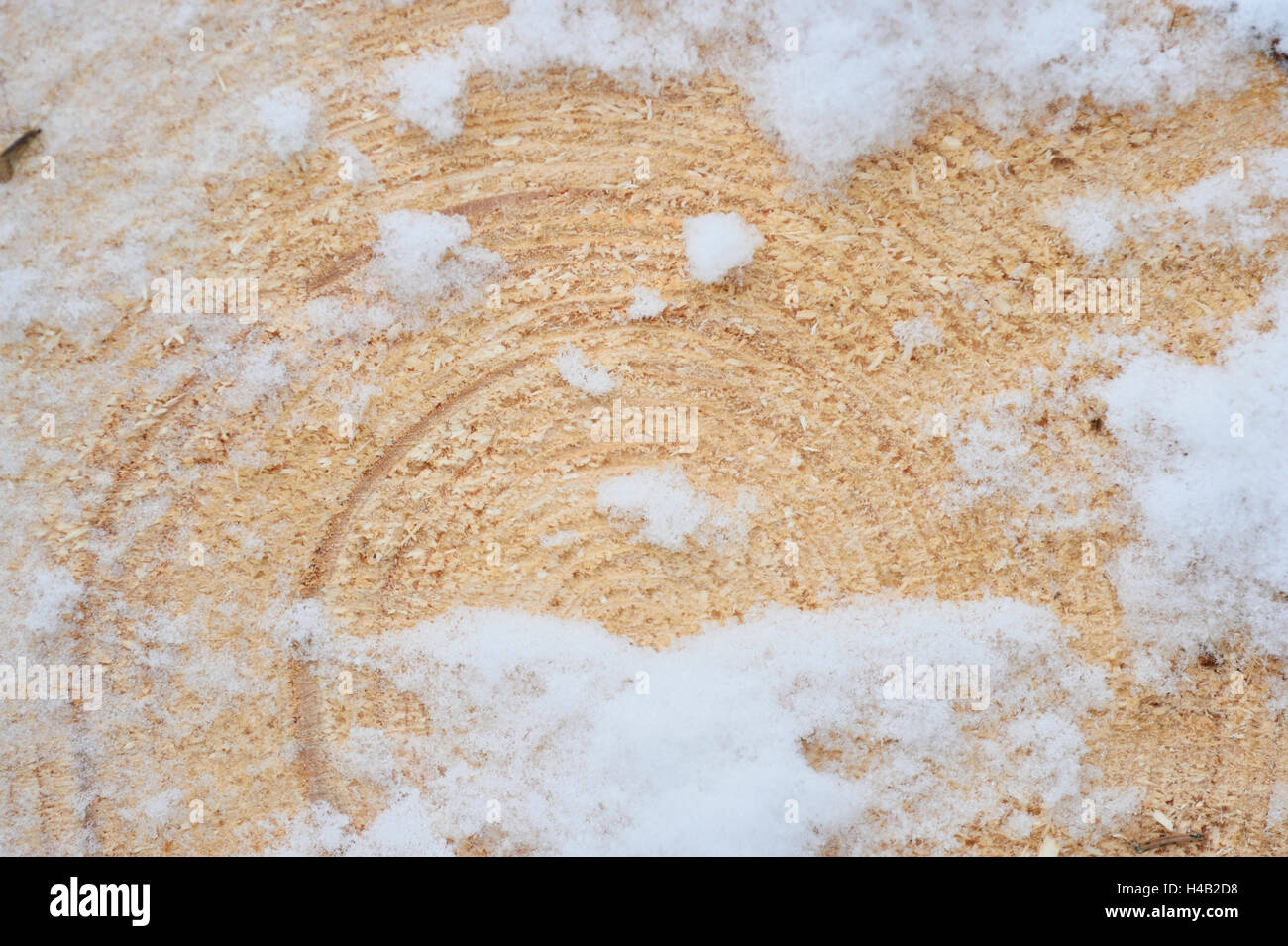 Tree trunk, cross section, spruce, Picea abies, close-up Stock Photo ...