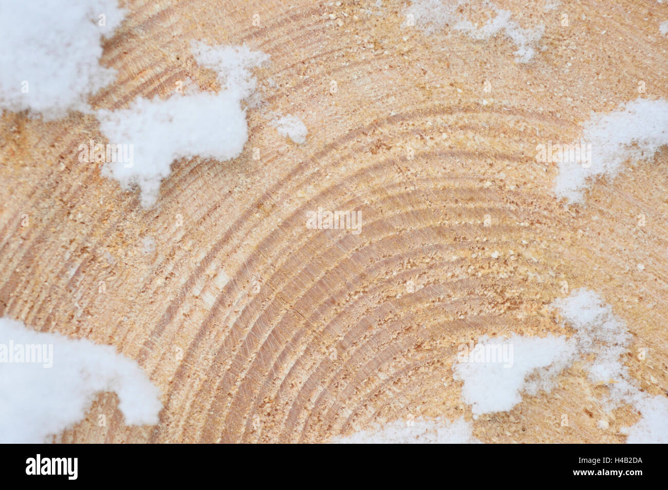 Tree trunk, cross section, spruce, Picea abies, close-up Stock Photo ...