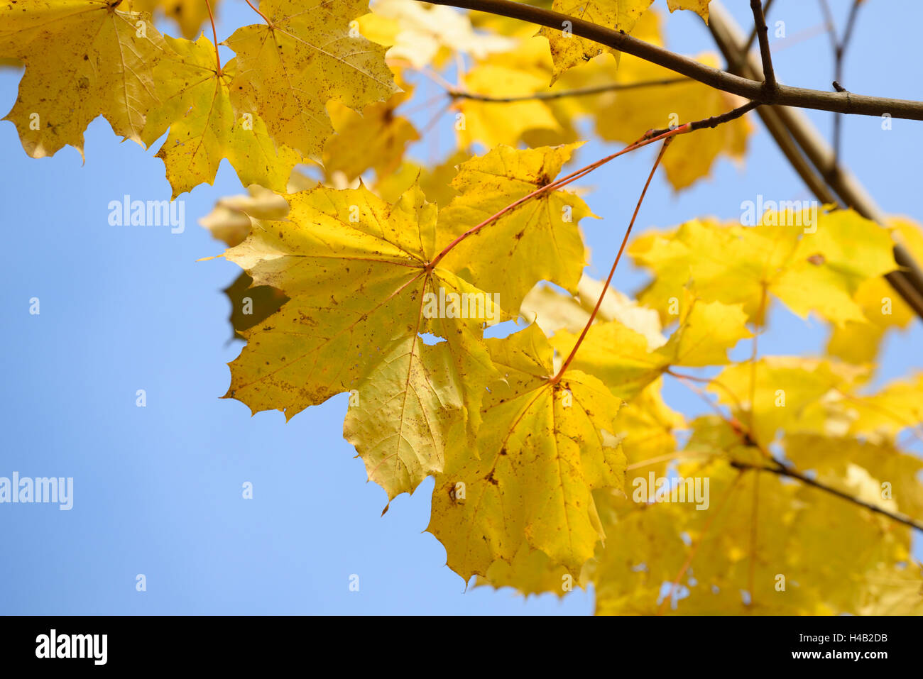 Sycamore maple, Acer pseudoplatanus, foliage, yellow, close-up Stock ...