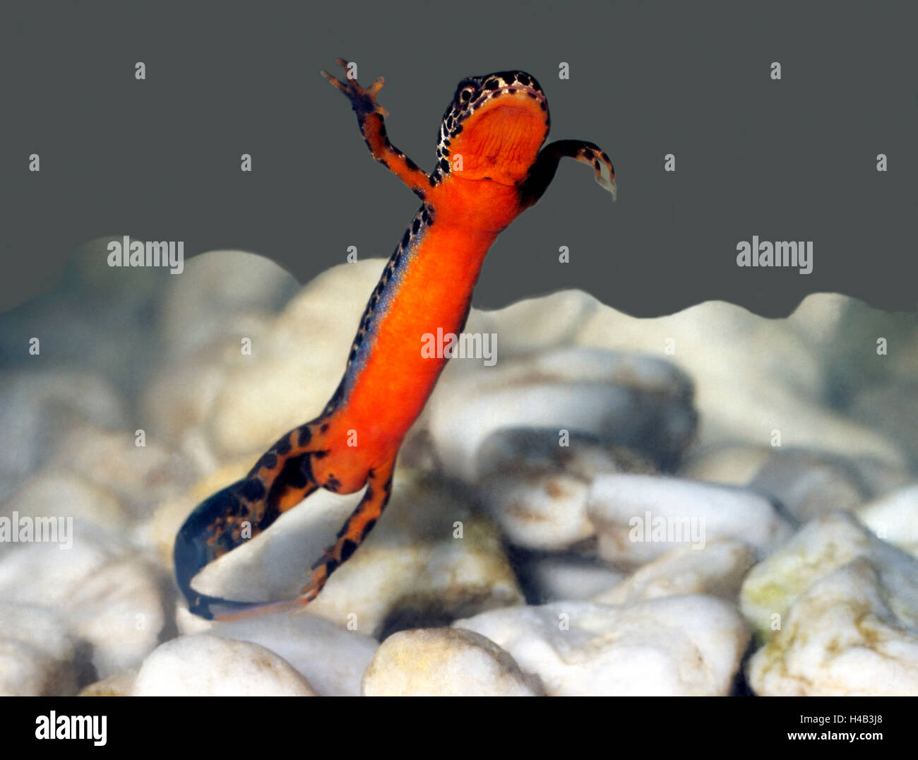 Alpine newt hi-res stock photography and images - Alamy