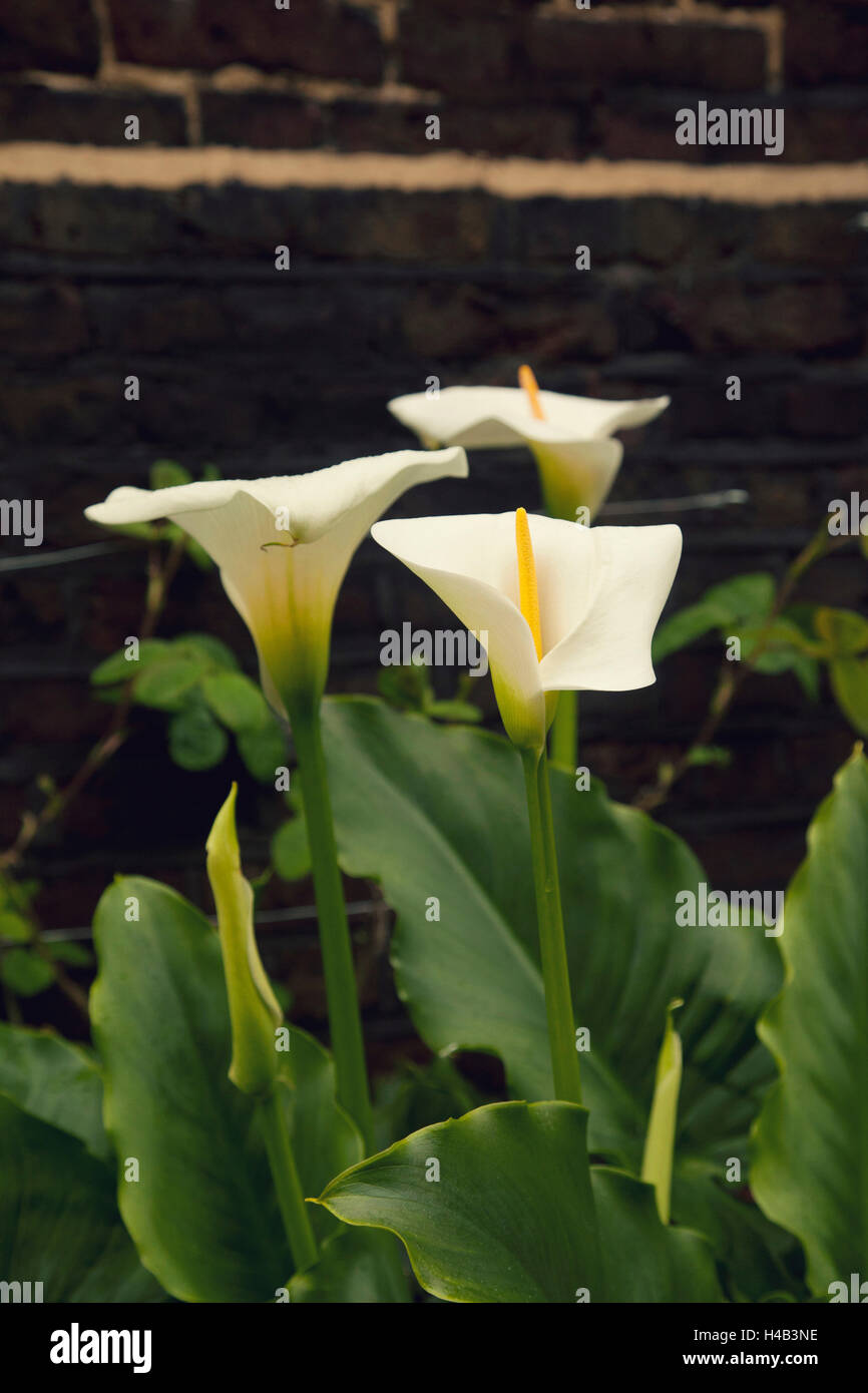 Flower, garden, house, town Stock Photo - Alamy