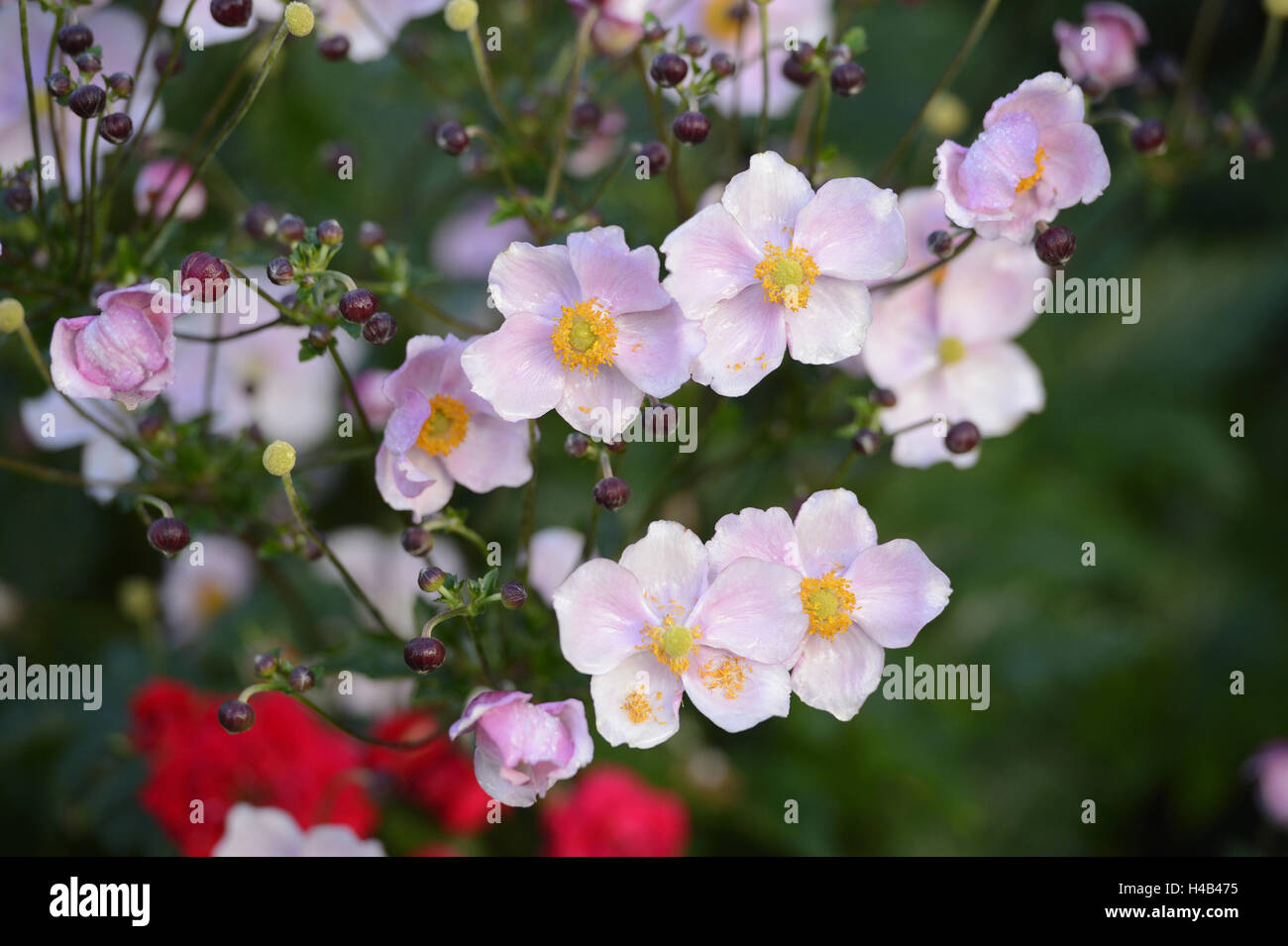Chinese anemone, anemone hupehensis, blossoms, close-up Stock Photo - Alamy