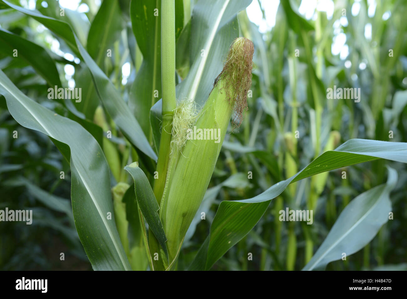 Corn field, maize, Zea mays, flasks, medium close-up Stock Photo - Alamy
