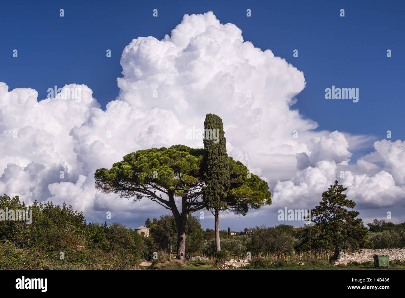 Croatia, Istria, Adriatic Coast, Novigrad, district Dajla, cypress and ...