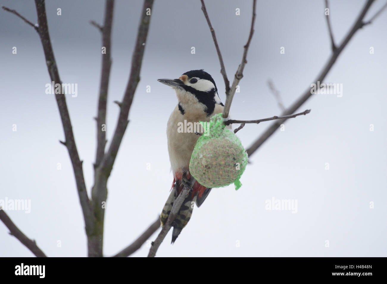 Great spotted woodpecker, Dendrocopos major, Picoides major, branch ...