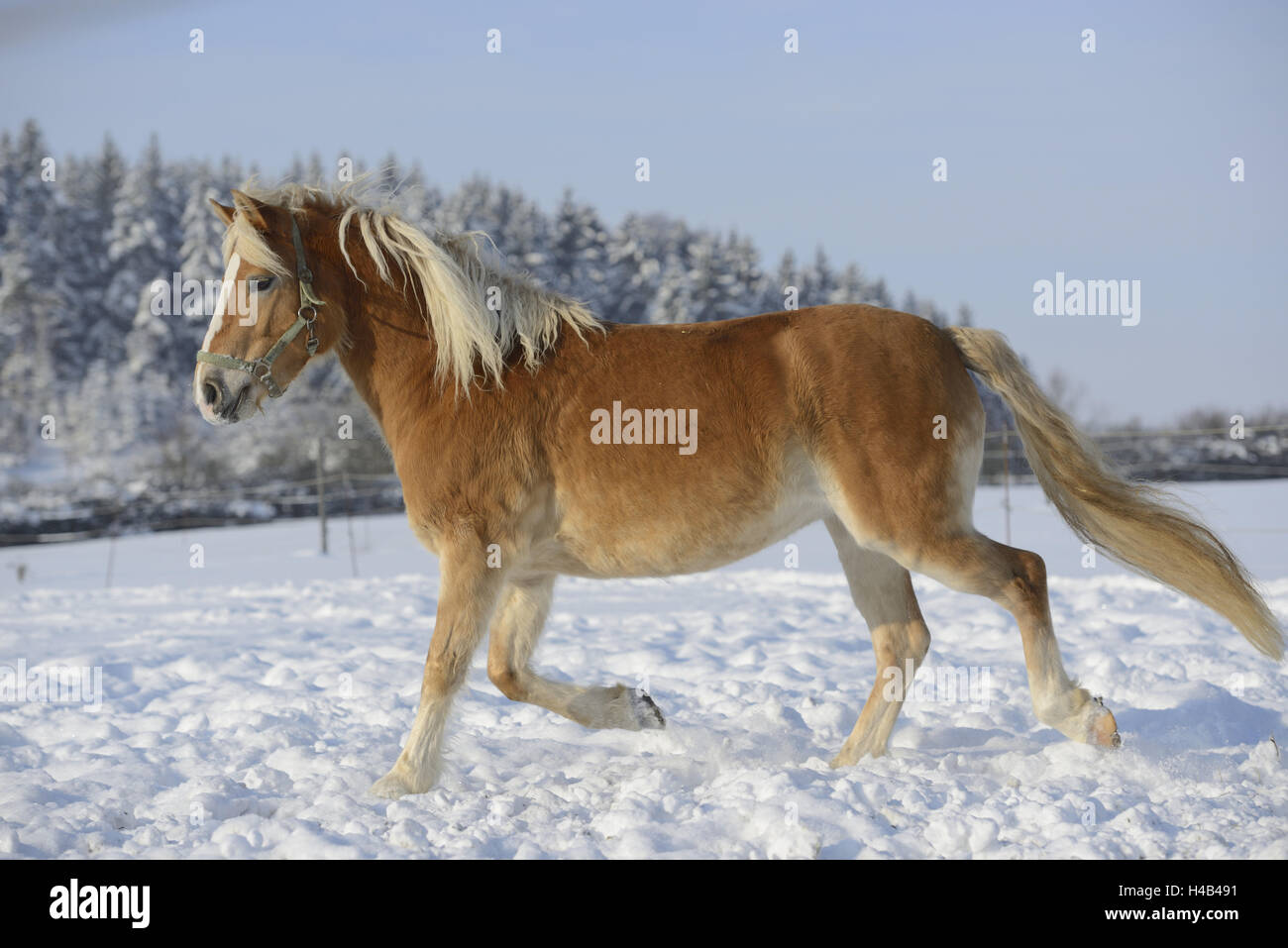 Haflinger, sorrel, winter, paddock, running, side view Stock Photo - Alamy