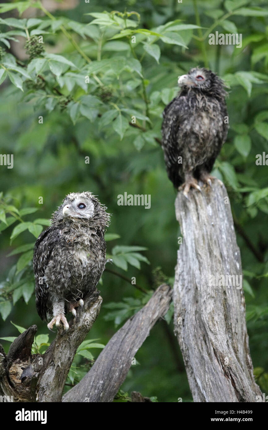 Owl owls hi-res stock photography and images - Alamy