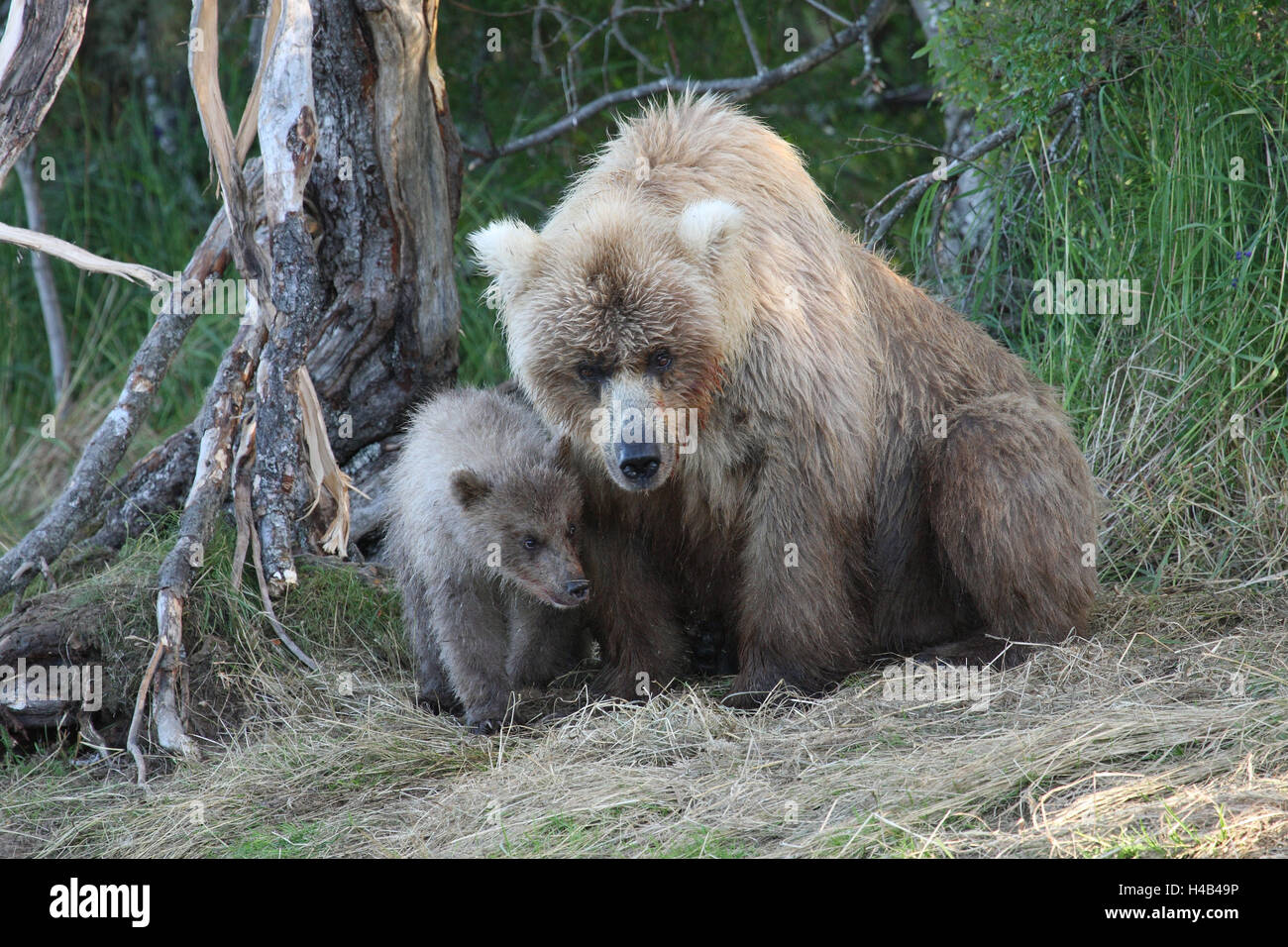 Grizzly bears, she-bear, young animal Stock Photo - Alamy