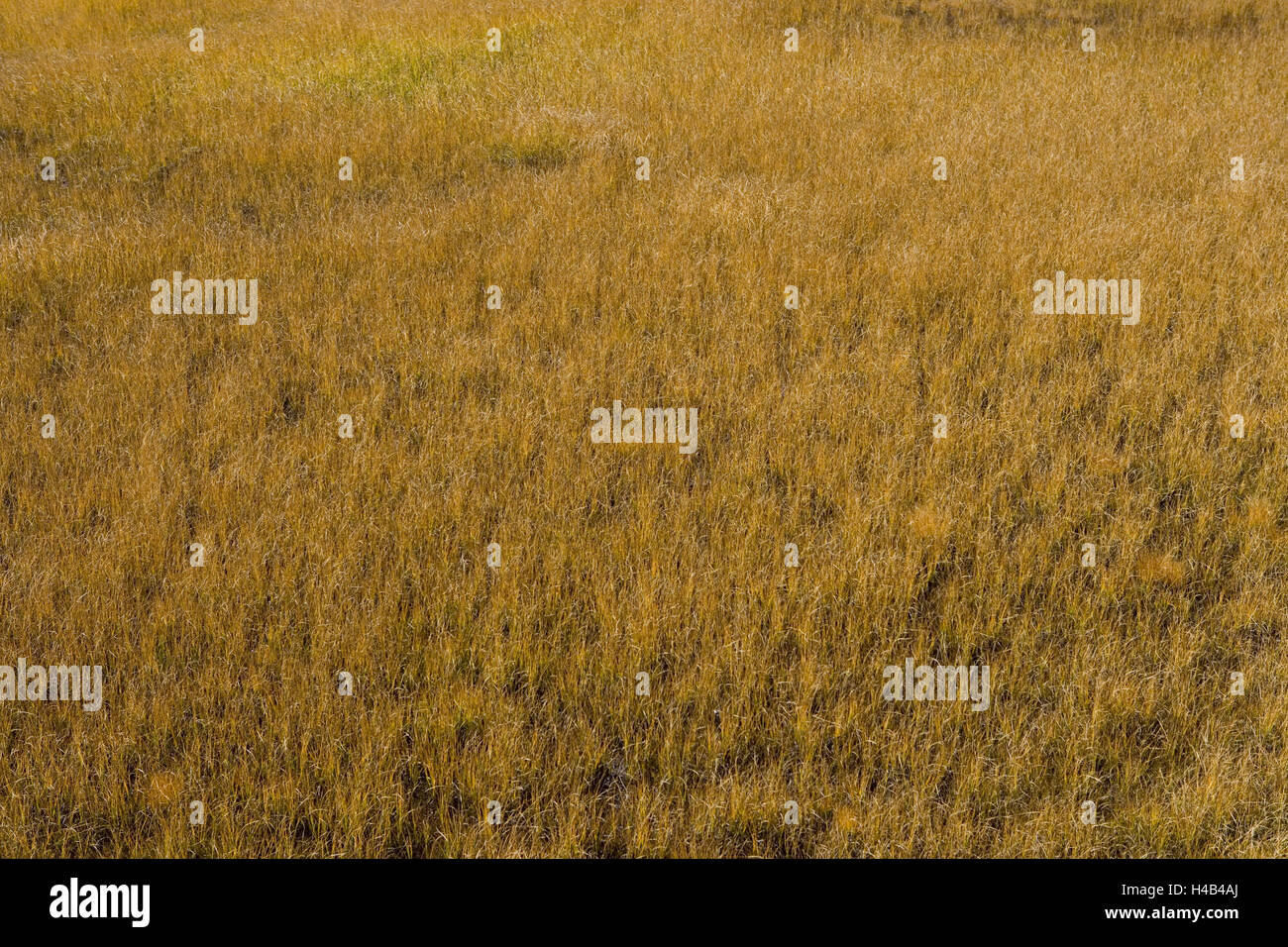 Meadow marsh hi-res stock photography and images - Alamy