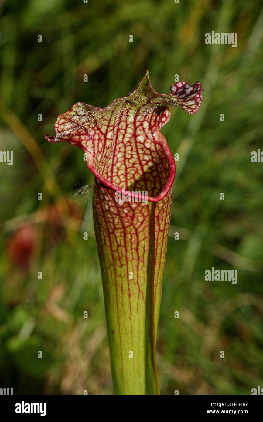 Flexible tubing plant, medium close-up Stock Photo - Alamy
