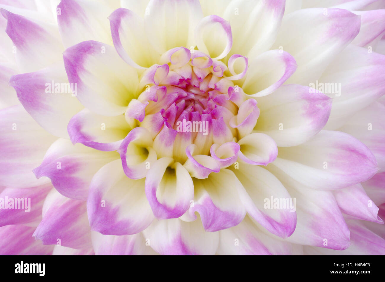 Dahlia, sort 'April Dawn' Stock Photo - Alamy