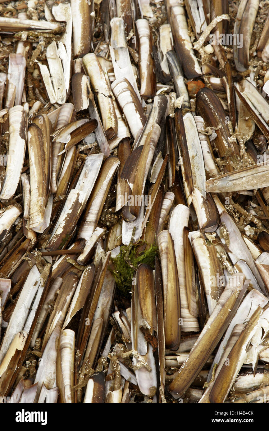 Shells, sword mussels Stock Photo - Alamy