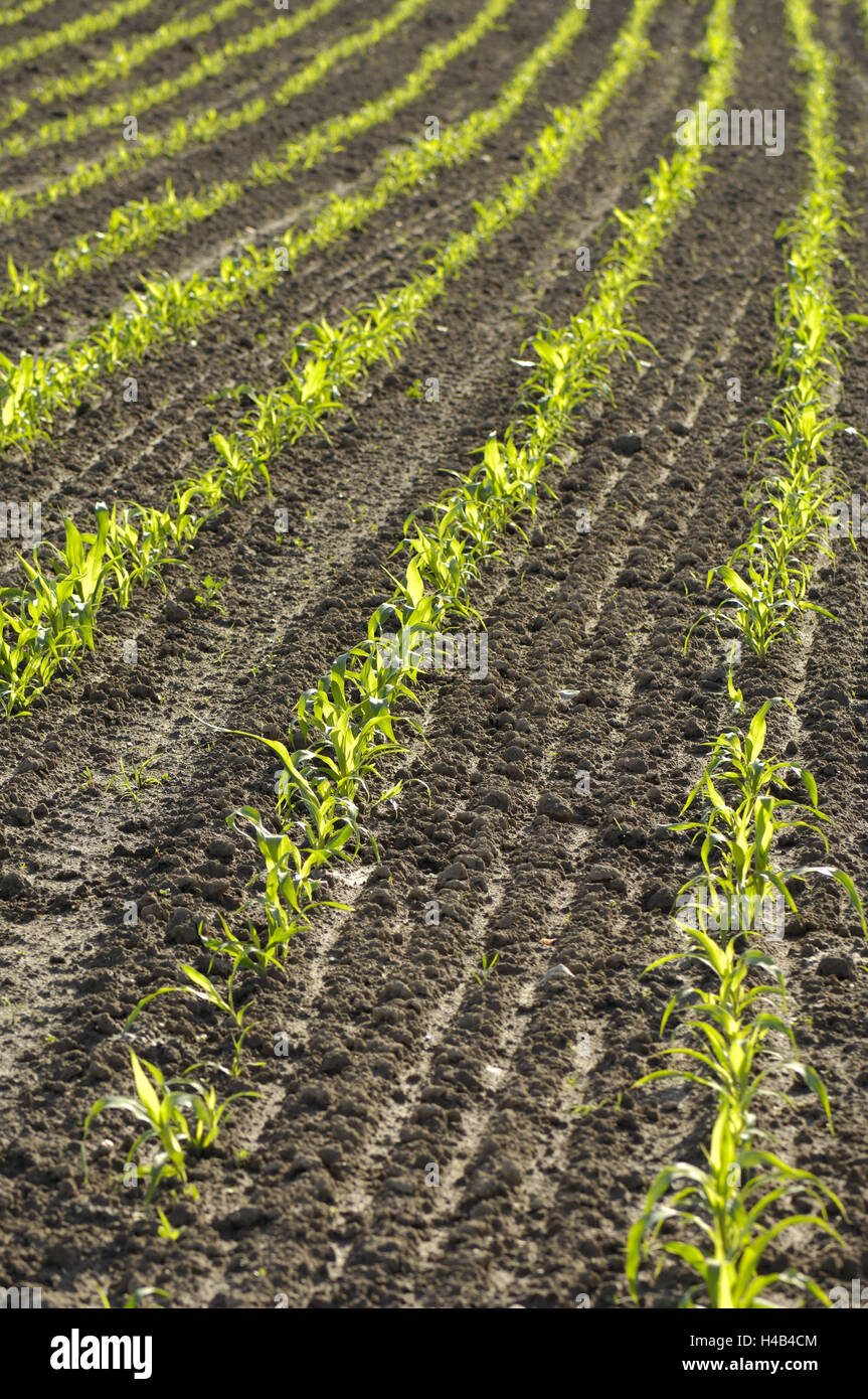 Maize cultivation hi-res stock photography and images - Alamy