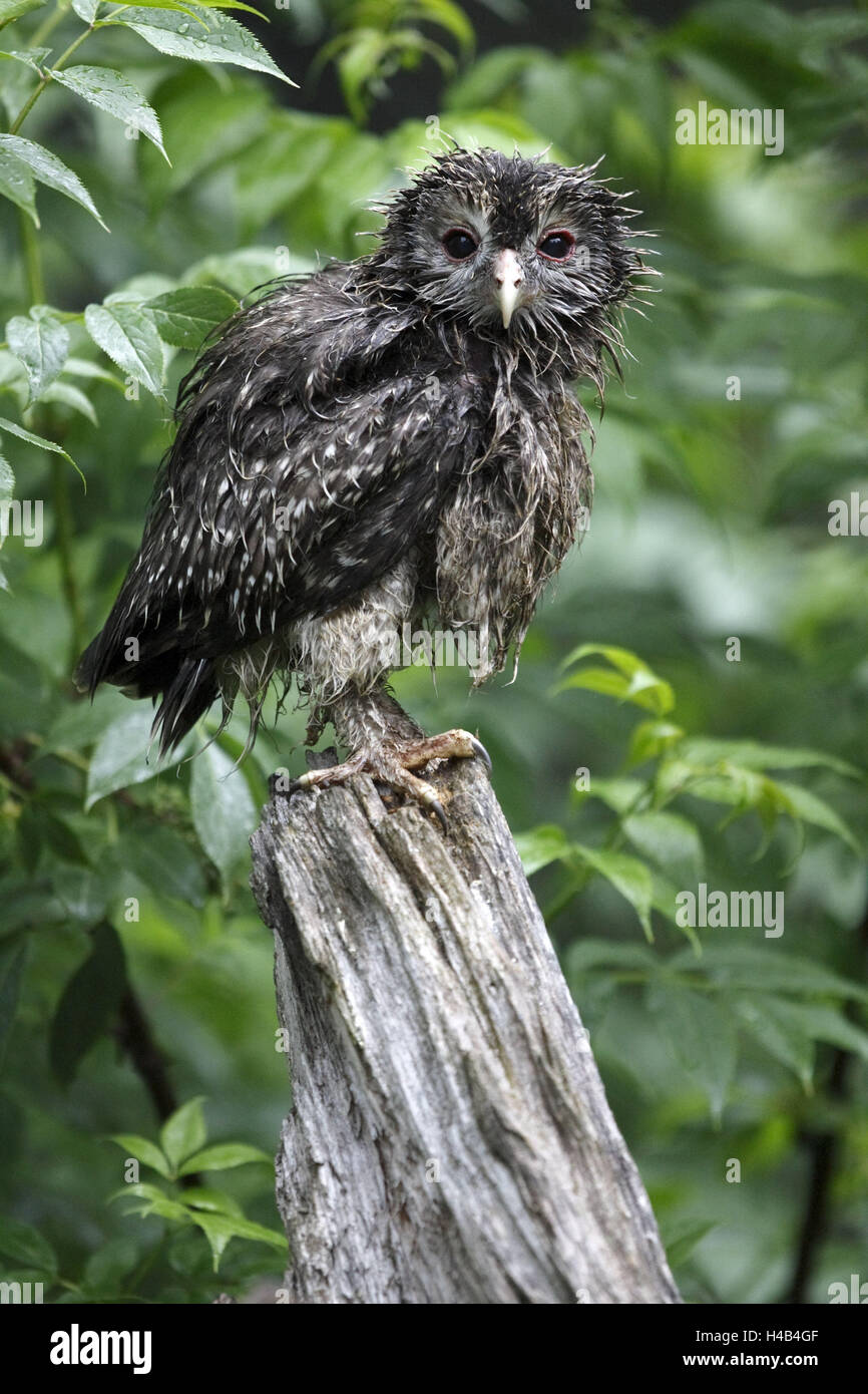 Ural owl, Strix uralensis, young animal Stock Photo - Alamy