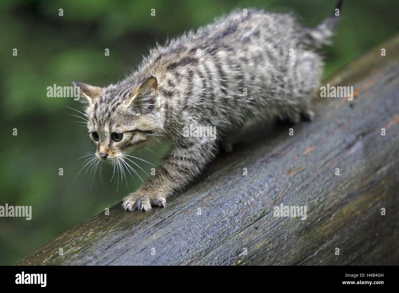 Wood, wildcat, Felis silvestris, young animal, trunk, stalk, creep up ...
