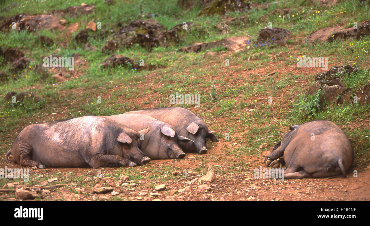 Inclination, house pigs, four, lie, animals, benefit animals, mammals ...