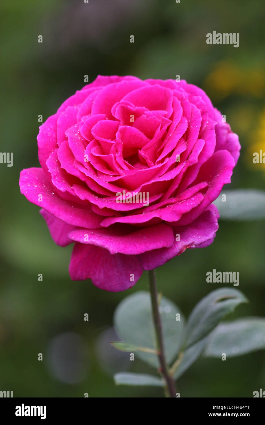 Very big rose hi-res stock photography and images - Alamy