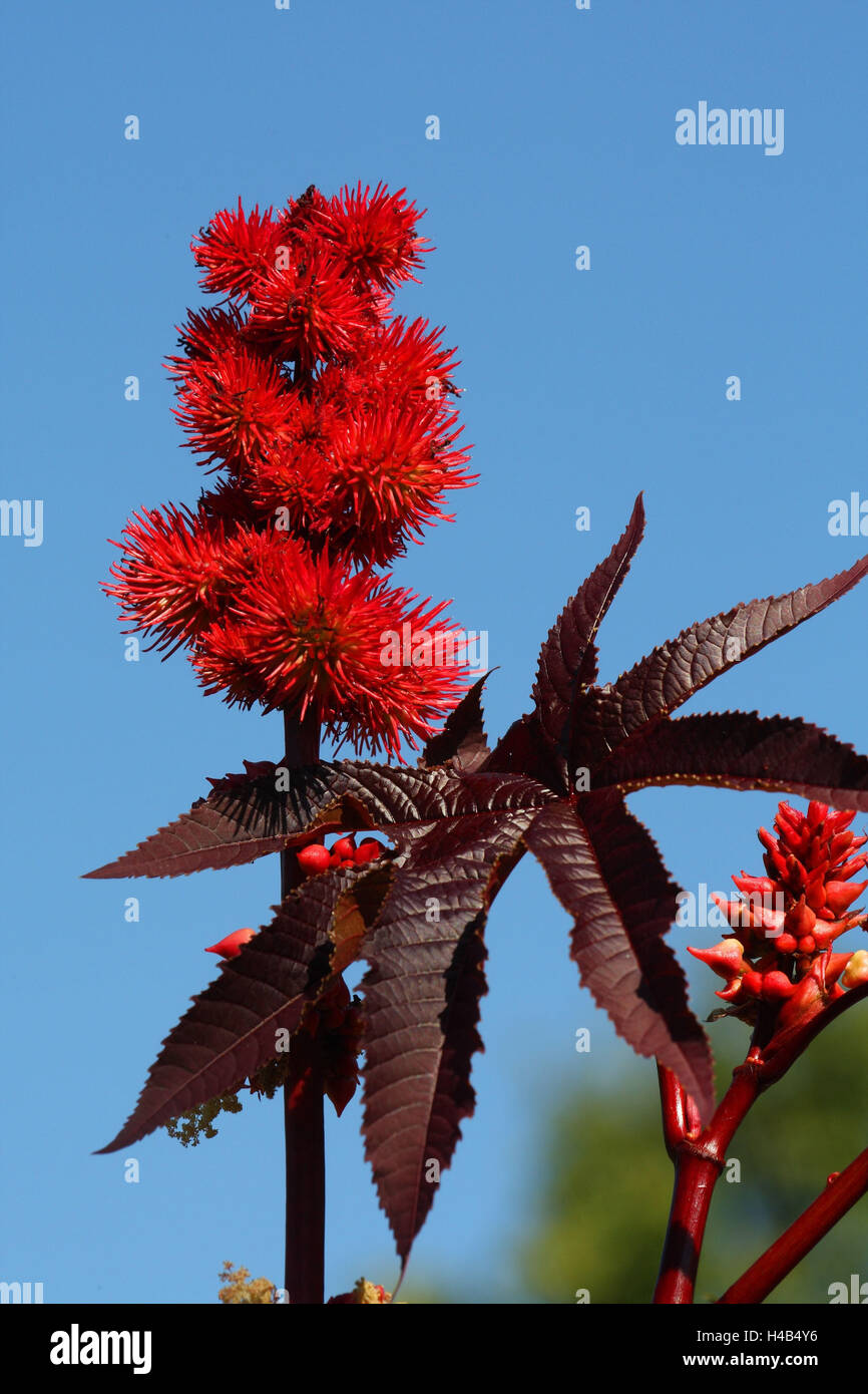 Rizinusstrauch hi-res stock photography and images - Alamy
