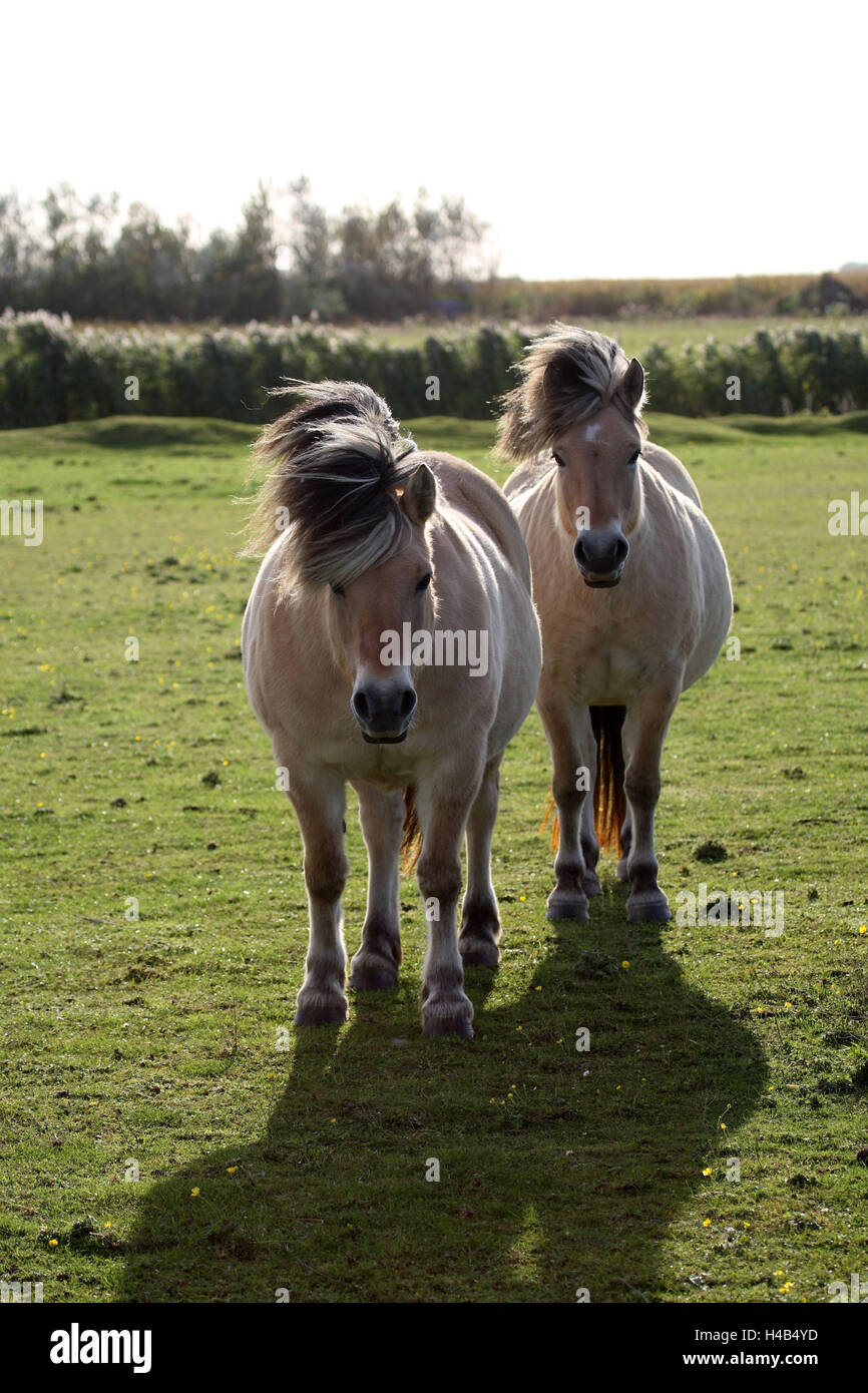 Norwegians hi-res stock photography and images - Alamy