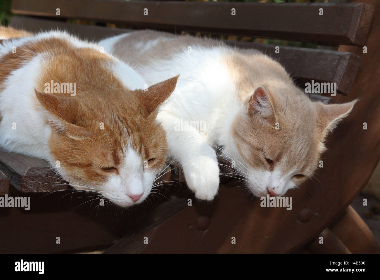 Two cats sleep hi-res stock photography and images - Alamy