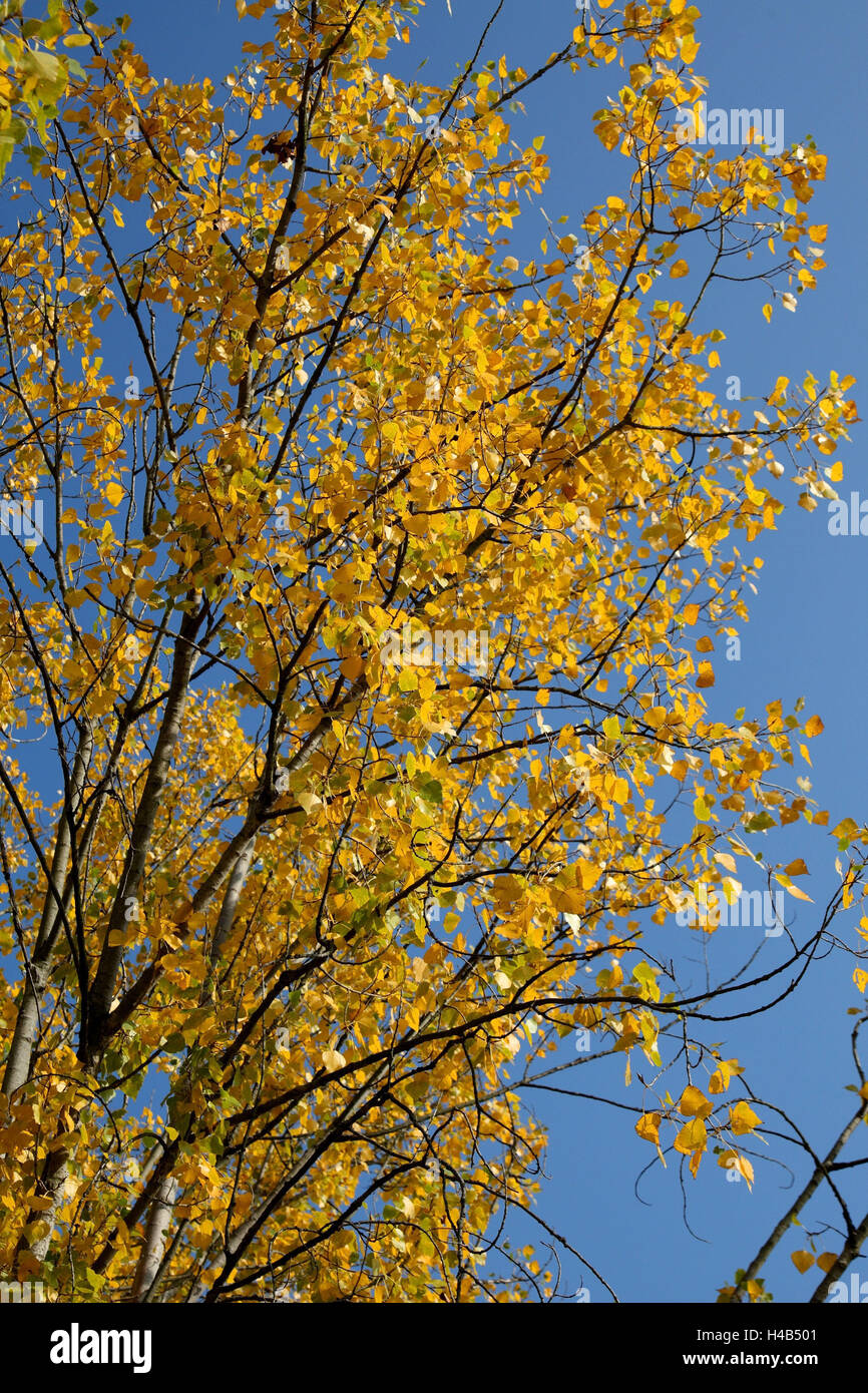 Broad-leaved tree, autumn Stock Photo - Alamy