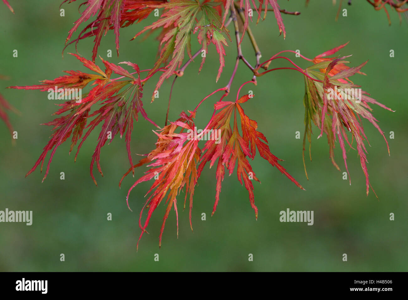 Japanese maple, branch, leaves Stock Photo - Alamy