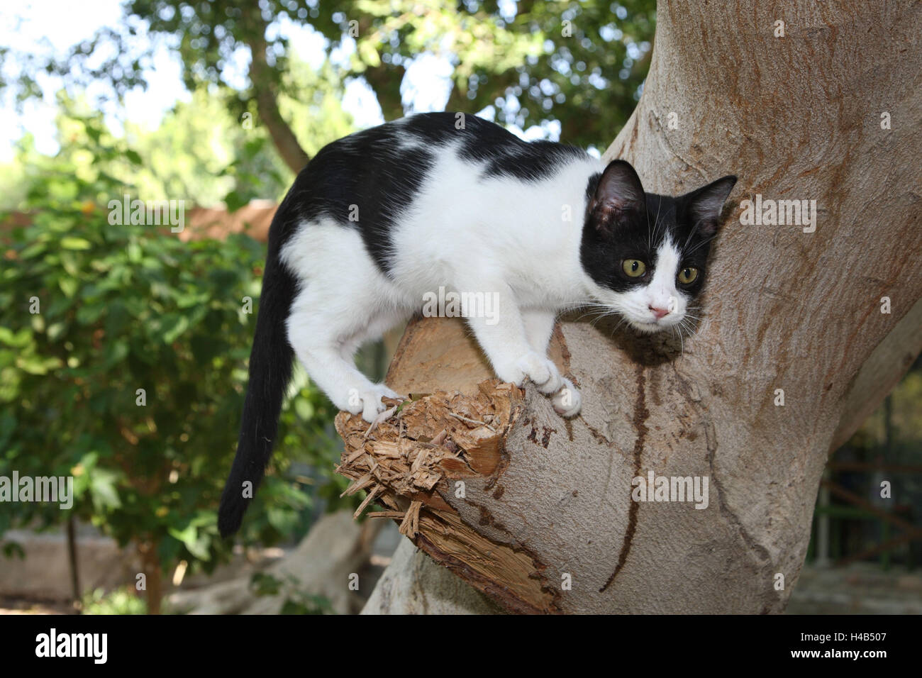 Black and white cat tree trunk hi-res stock photography and images - Alamy