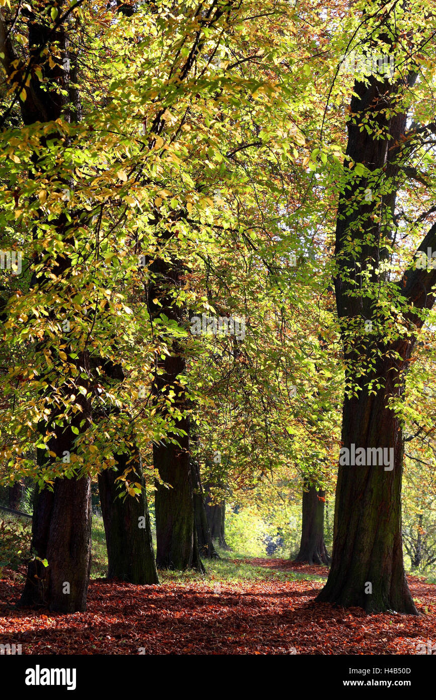 Wood, trees, autumn Stock Photo - Alamy