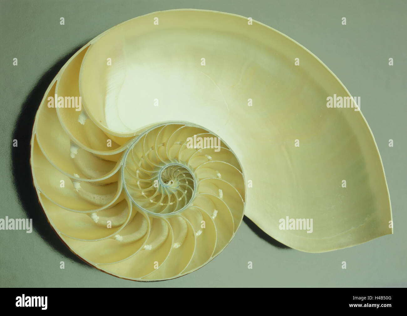 Cross section of nautilus shell hi-res stock photography and images - Alamy