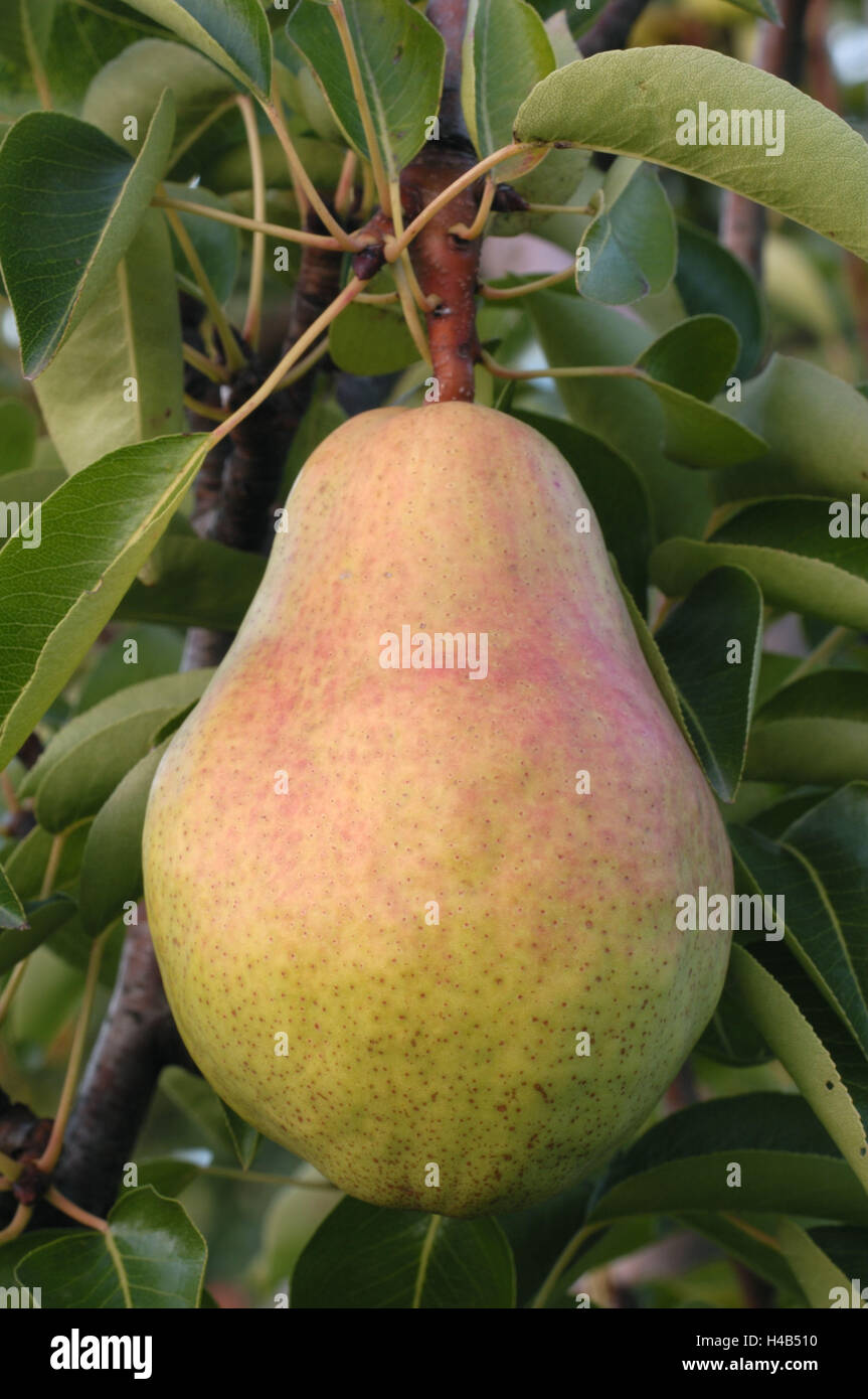 Pear 'Williams Christ', fruit, fruits Stock Photo - Alamy