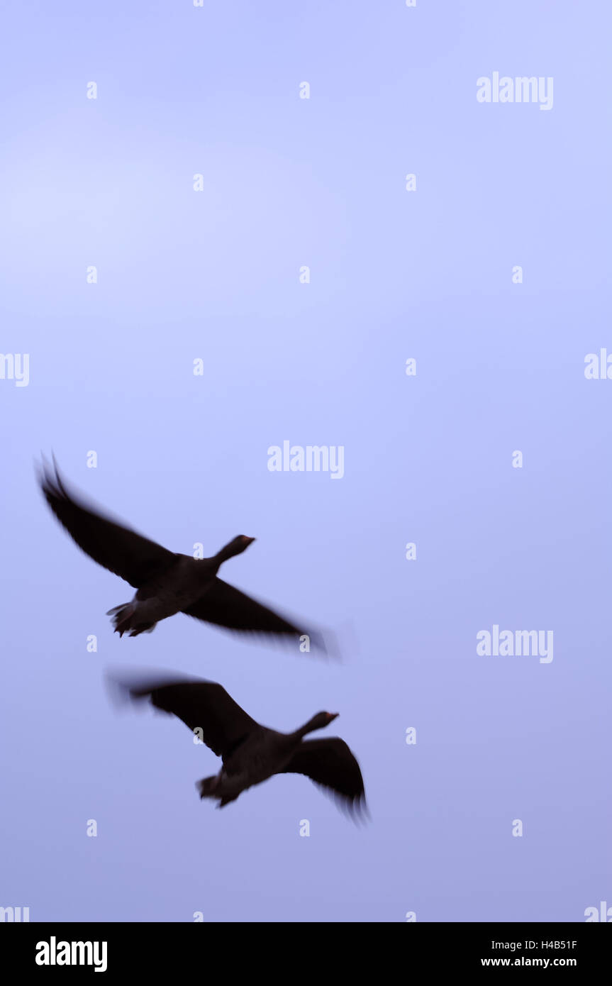 Greylag geese, flight, motion Stock Photo - Alamy