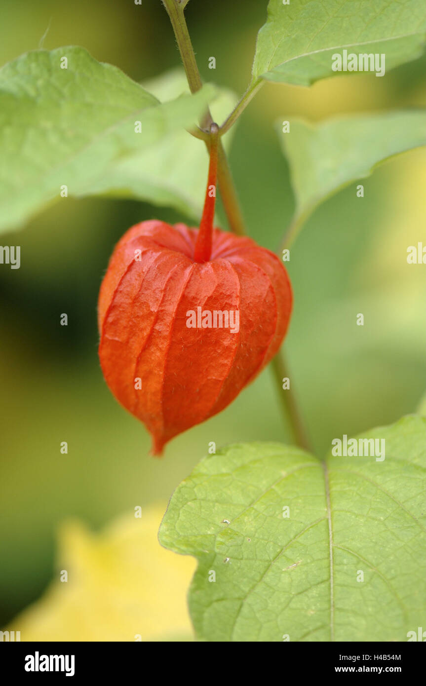 Lampion plant, Physalis franchetii Stock Photo - Alamy