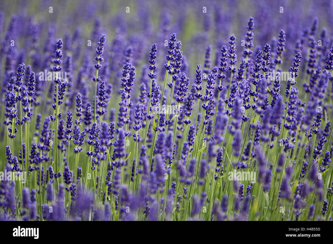 Real Lavender Lavandula Angustifolia High Resolution Stock Photography ...