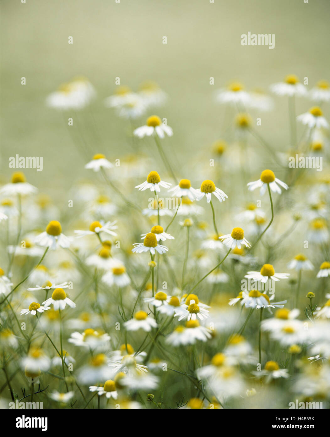 Chamomilla hi-res stock photography and images - Alamy