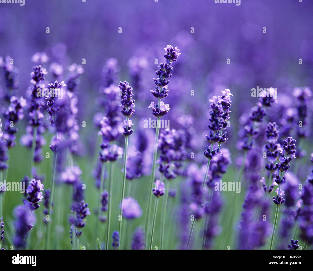 Real lavender hi-res stock photography and images - Alamy