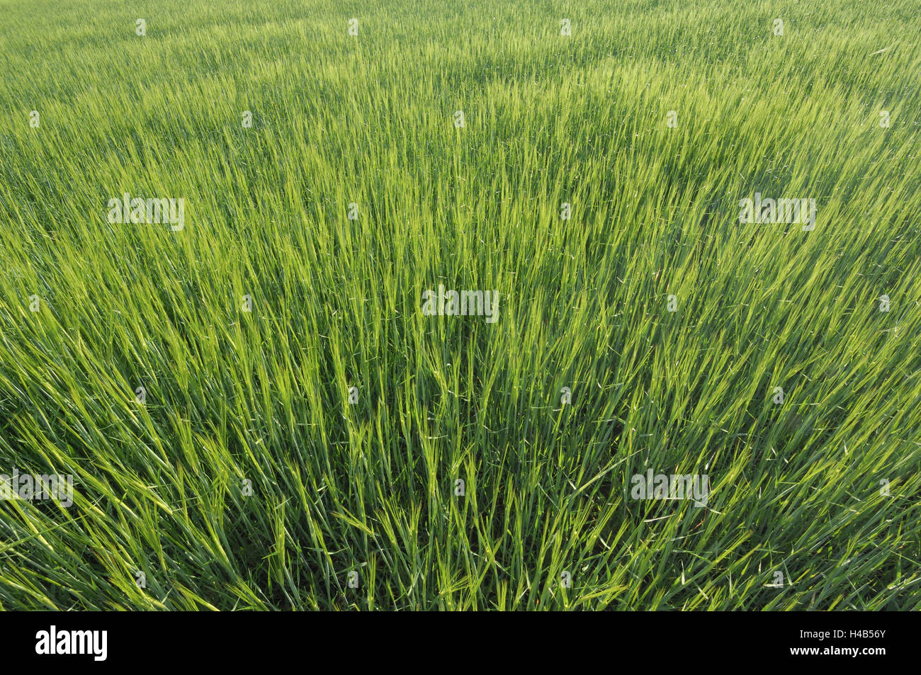 Field barley hi-res stock photography and images - Alamy