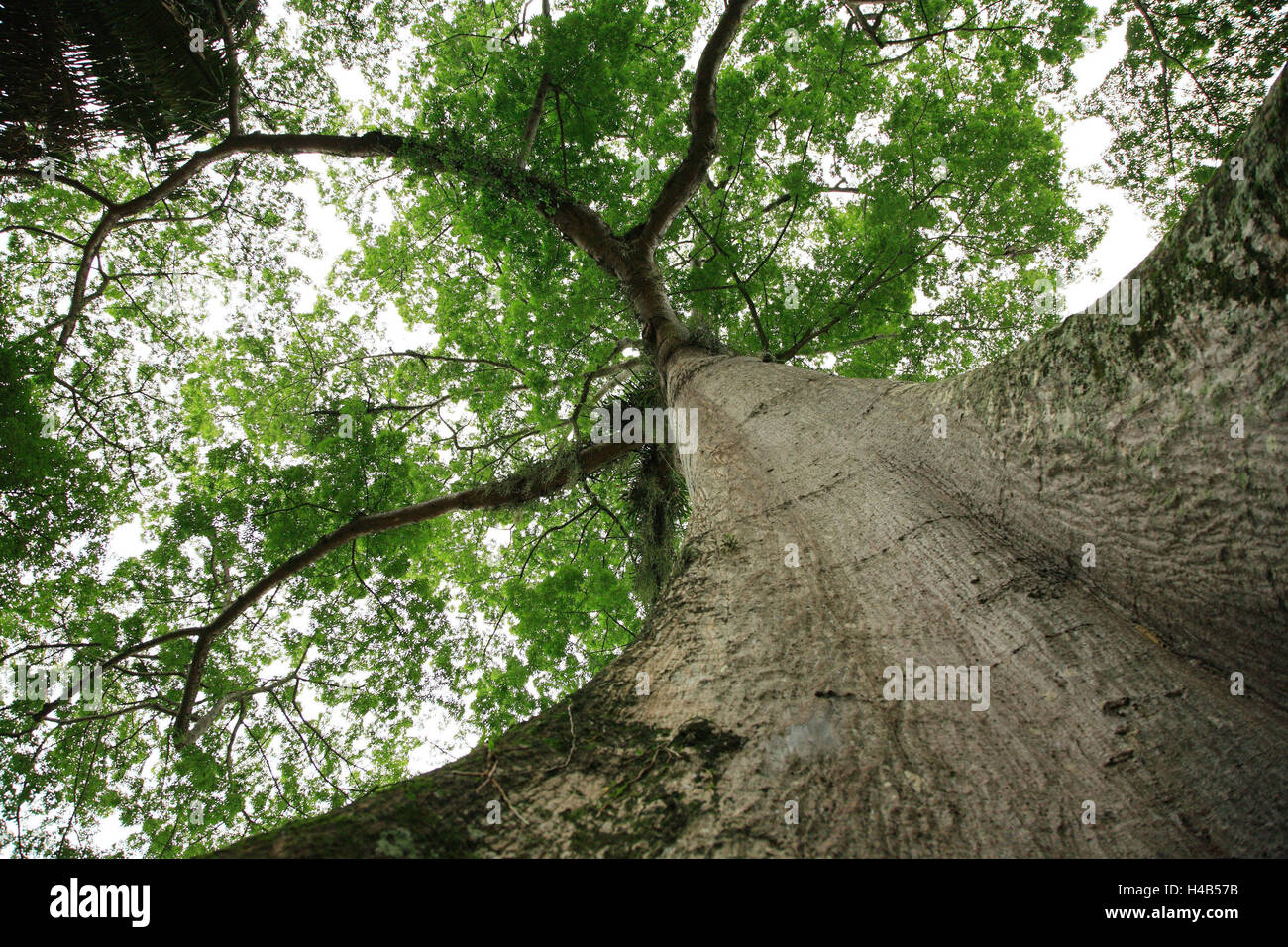 Brazil, Rio de Janeiro, botanical garden, wool tree, Bombacaceae ...