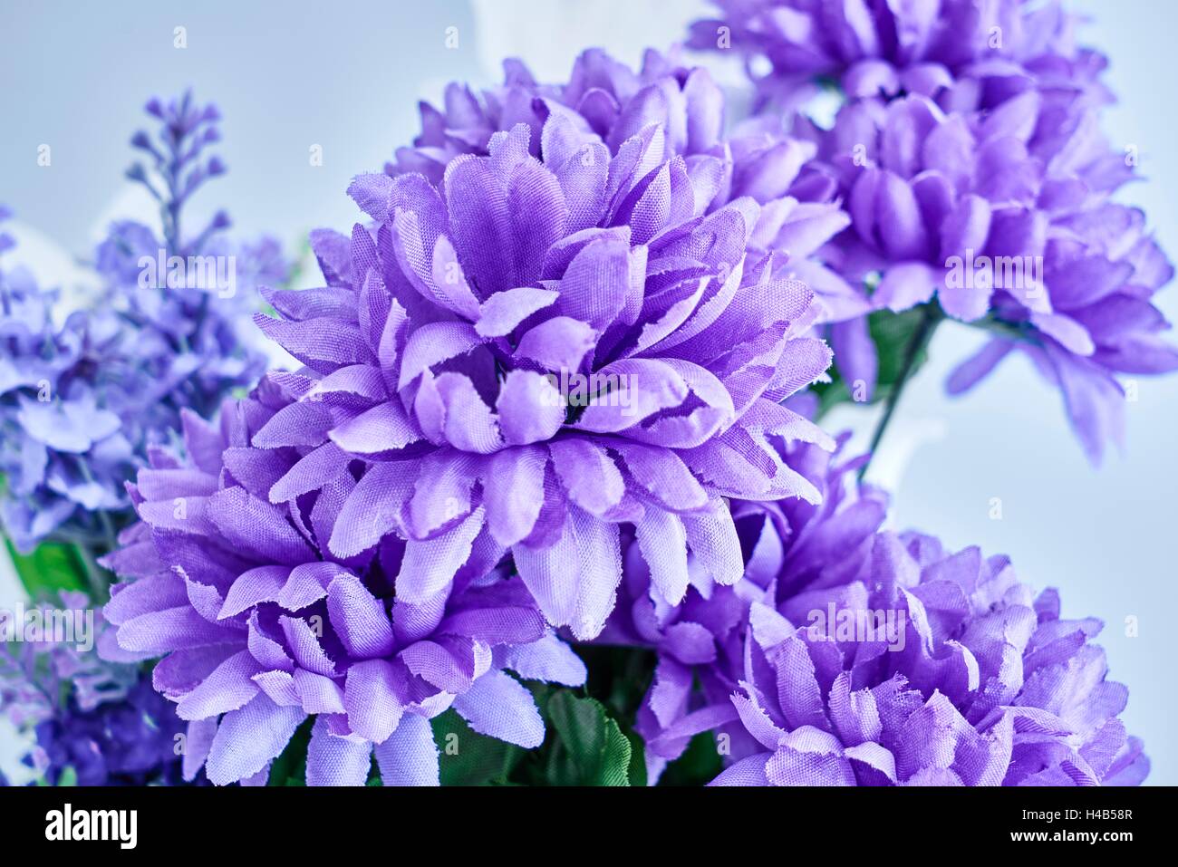 A studio photo of plastic display flowers Stock Photo - Alamy