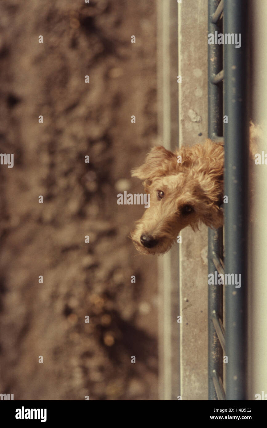 Dog, balcony, from above Stock Photo - Alamy