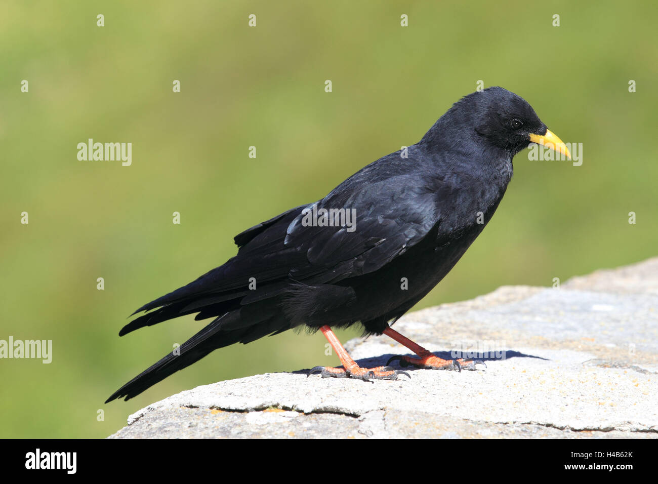 Chough Bird Stock Photos & Chough Bird Stock Images - Alamy
