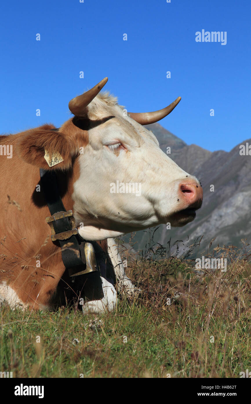 Pinzgauer cow hi-res stock photography and images - Alamy