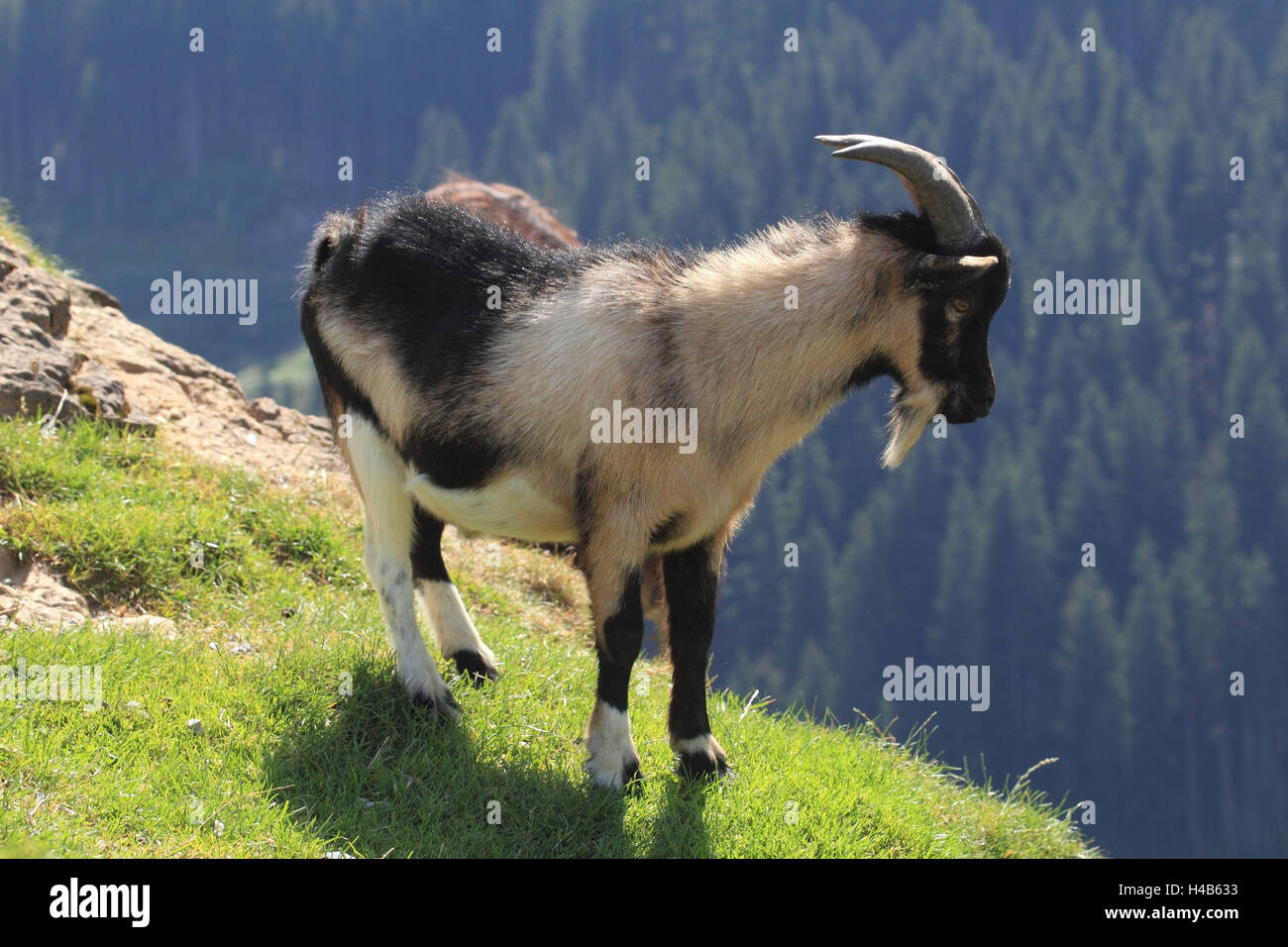 Dwarf's goat stands in the mountainside Stock Photo - Alamy