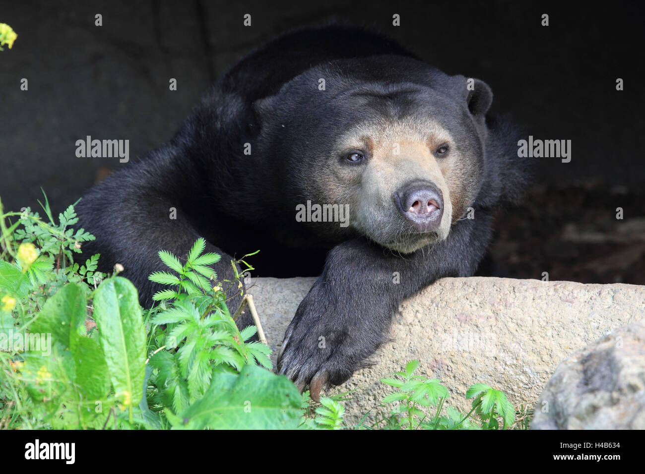 Malays bear hi-res stock photography and images - Alamy
