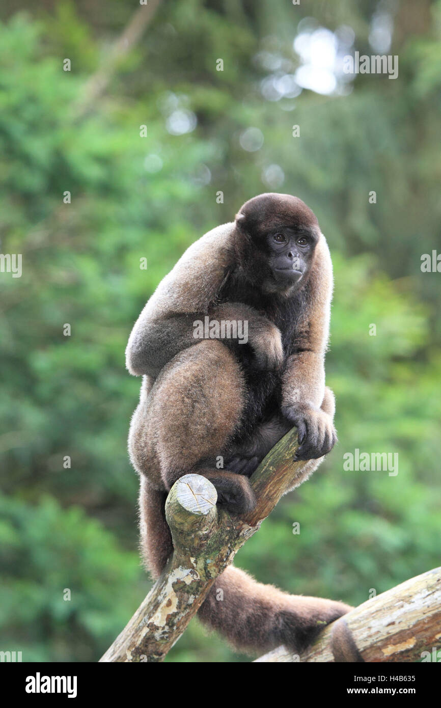 Wool Monkey High Resolution Stock Photography and Images - Alamy
