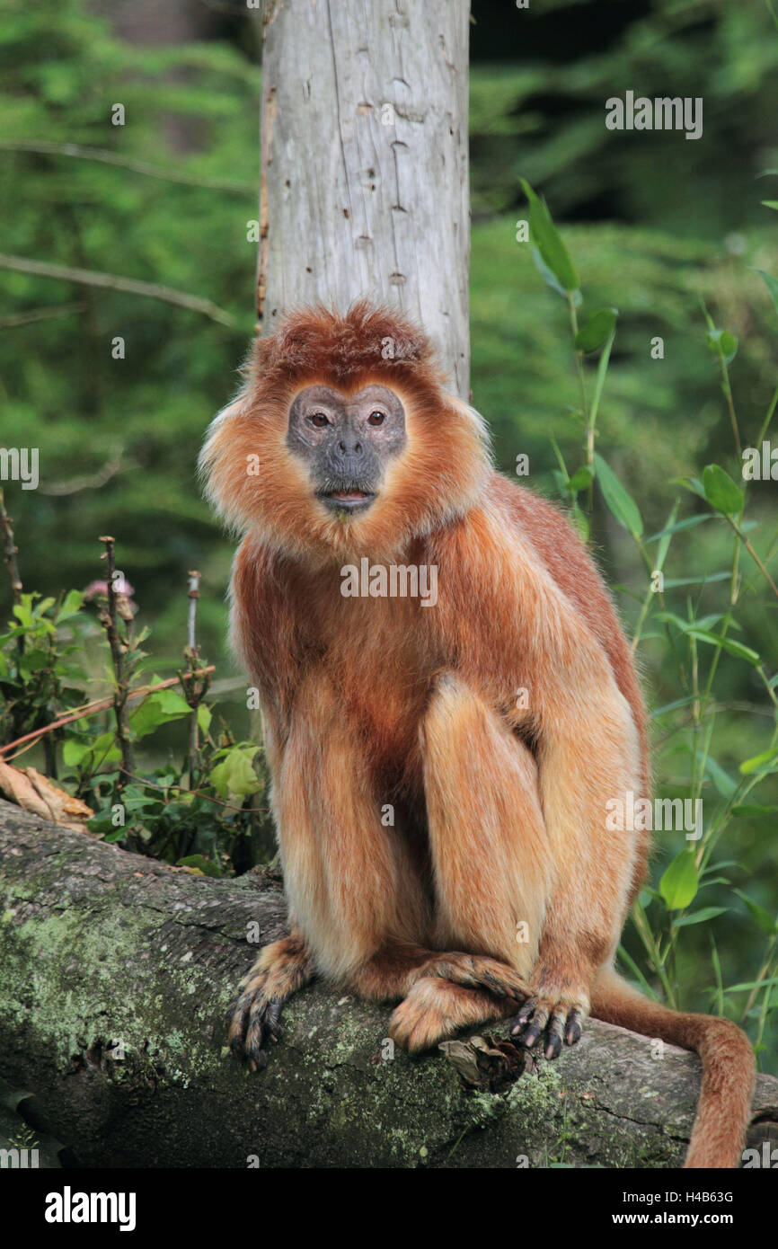 Trachypithecus hi-res stock photography and images - Alamy