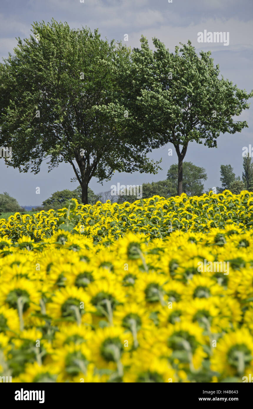Scenery, sunflowers, trees Stock Photo - Alamy