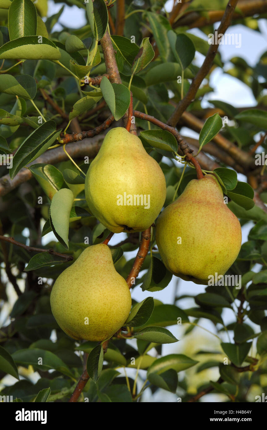 Pears 'Williams Christ', fruit, fruits Stock Photo - Alamy