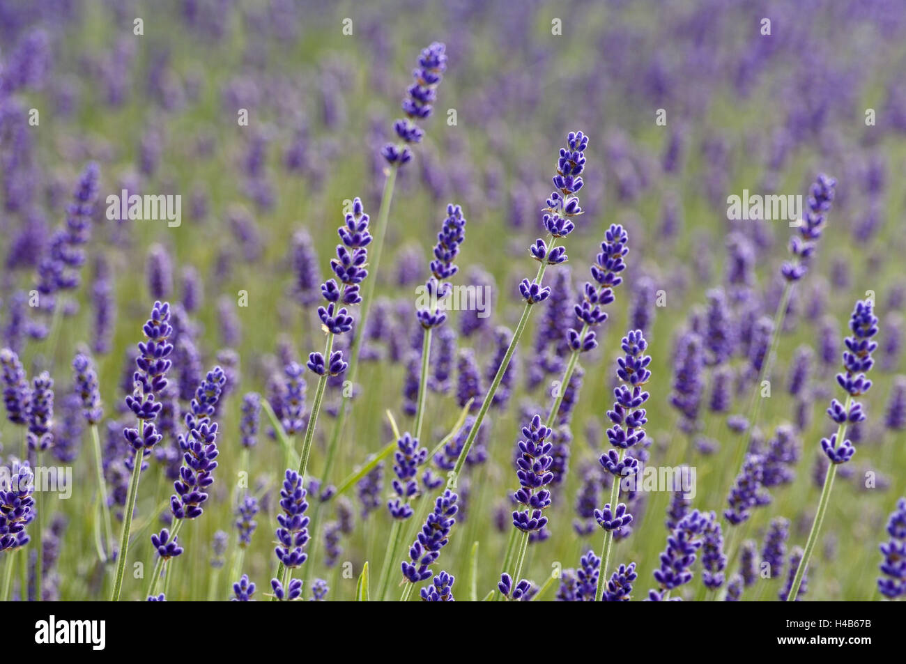 Real Lavender Lavandula Angustifolia High Resolution Stock Photography ...